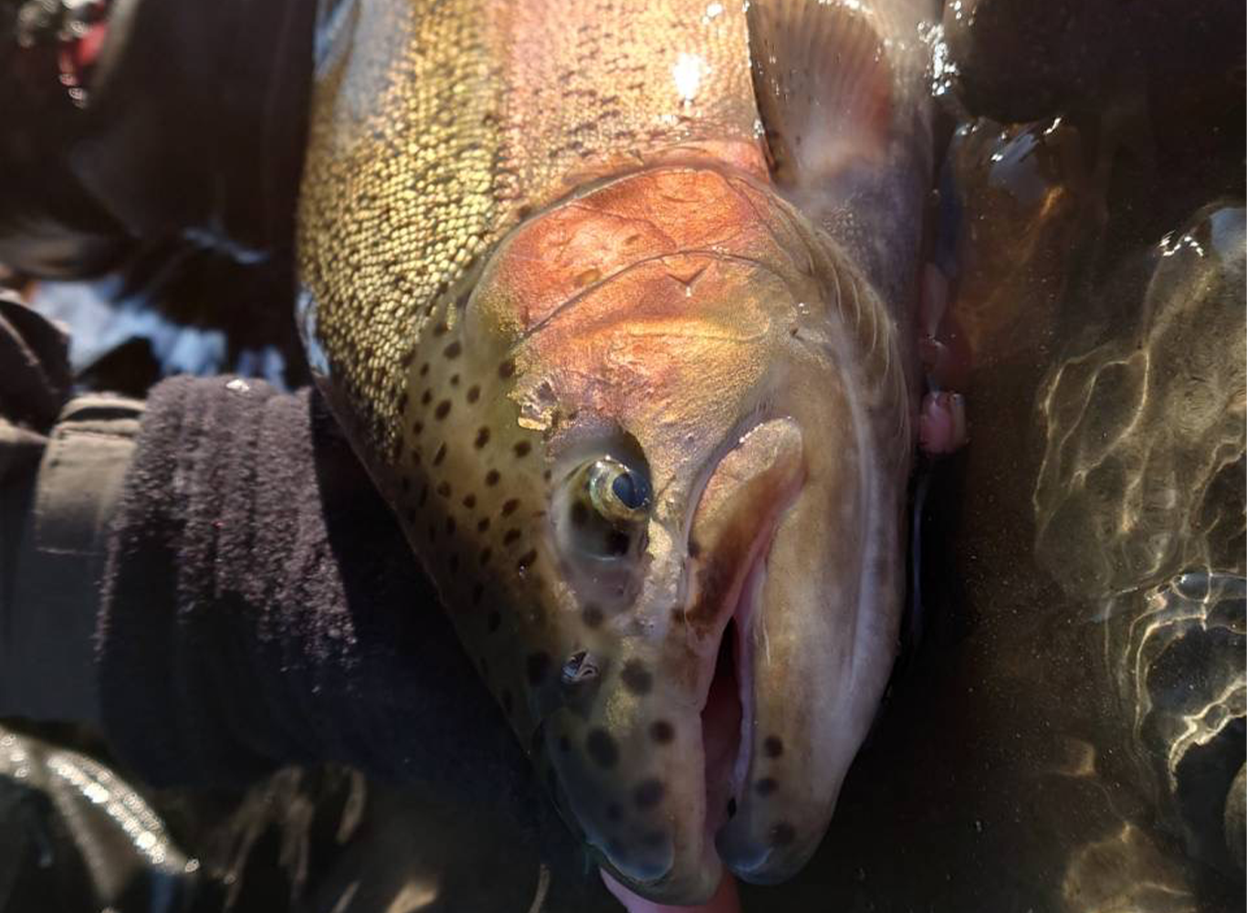 北海道 Fishing guide ikor (北海道 フィッシングガイド イコロ)