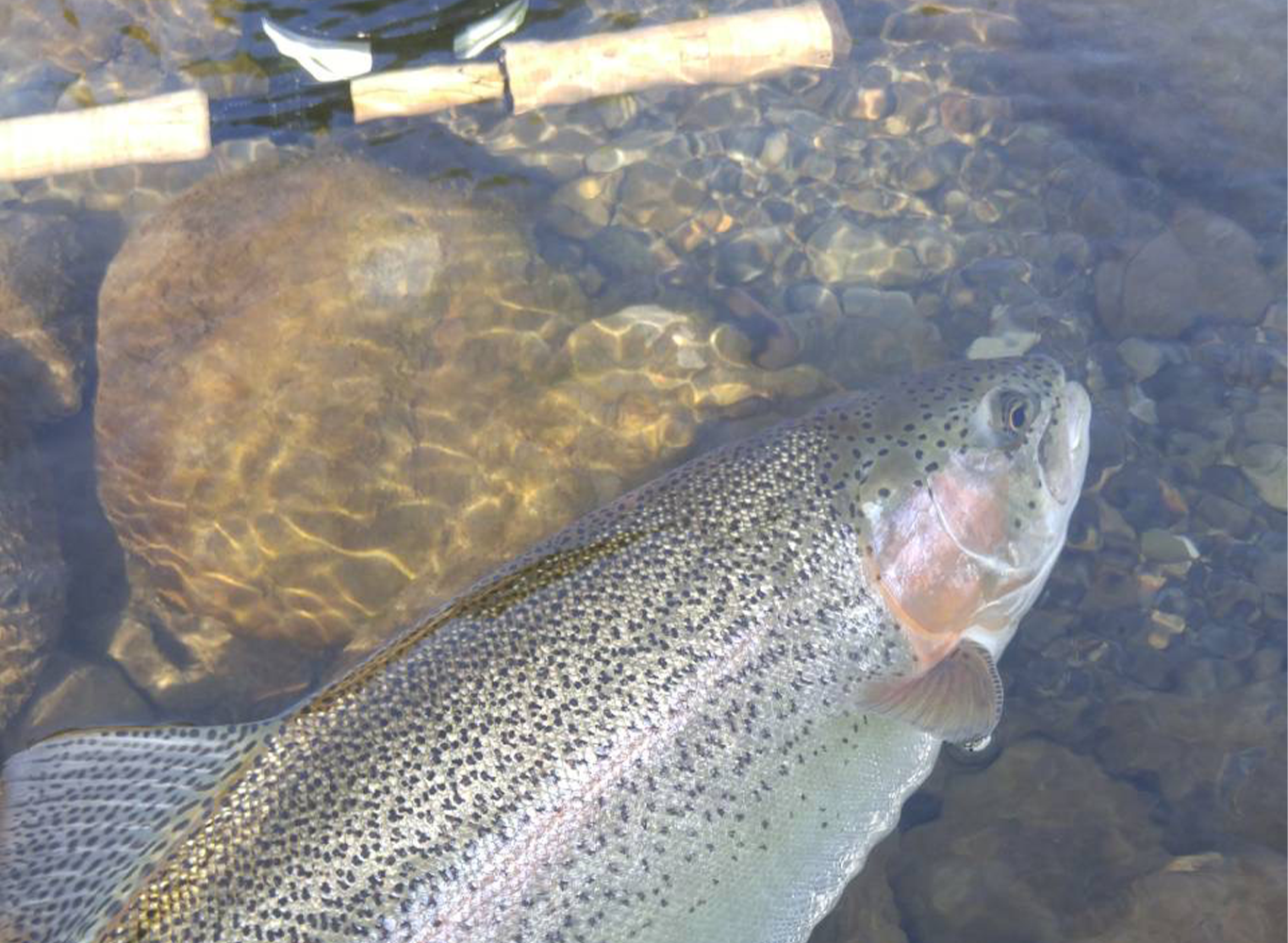 北海道 Fishing guide ikor (北海道 フィッシングガイド イコロ)